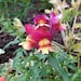 100 Snapdragon Brighton Rock Seeds - Etsy