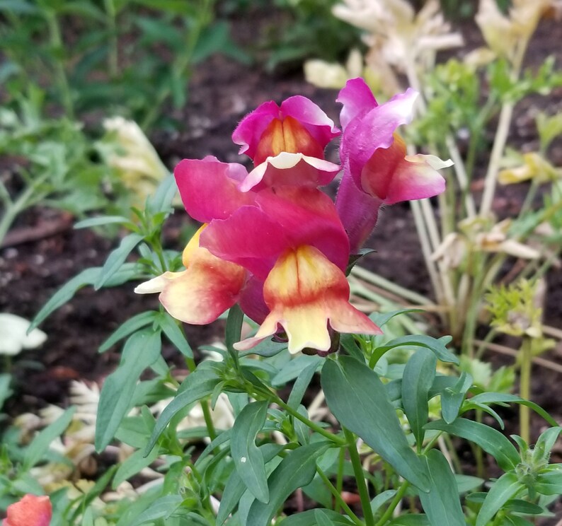 100 Snapdragon Brighton Rock Seeds | Etsy
