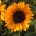 25 Sunflower Sonja Seeds - Etsy