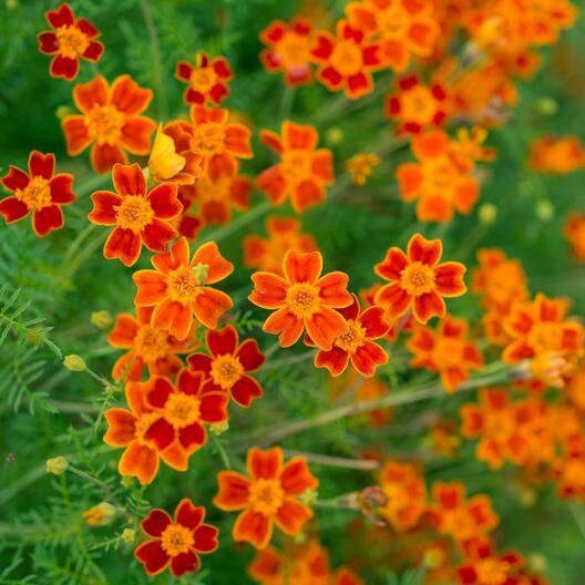 50+ Marigold Starfire Mix Seeds - Etsy