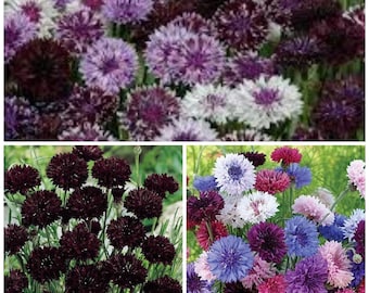 100 Bachelors Button Classic Magic Mix Seeds | Etsy