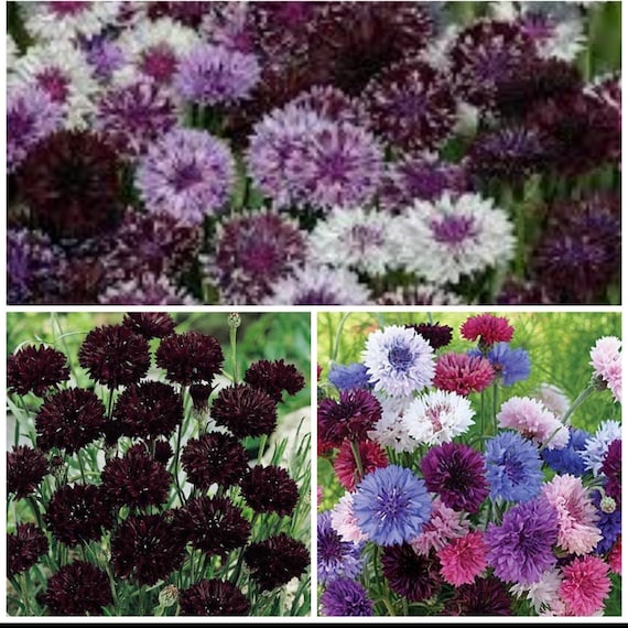 Bachelors Button Variety: Classic Magic Mix Black Button | Etsy