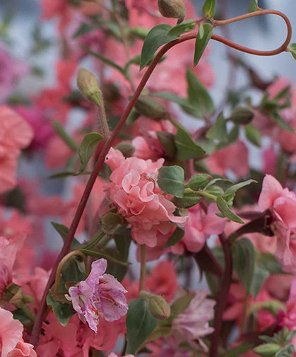 50+ Clarkia Salmon Seeds - Etsy
