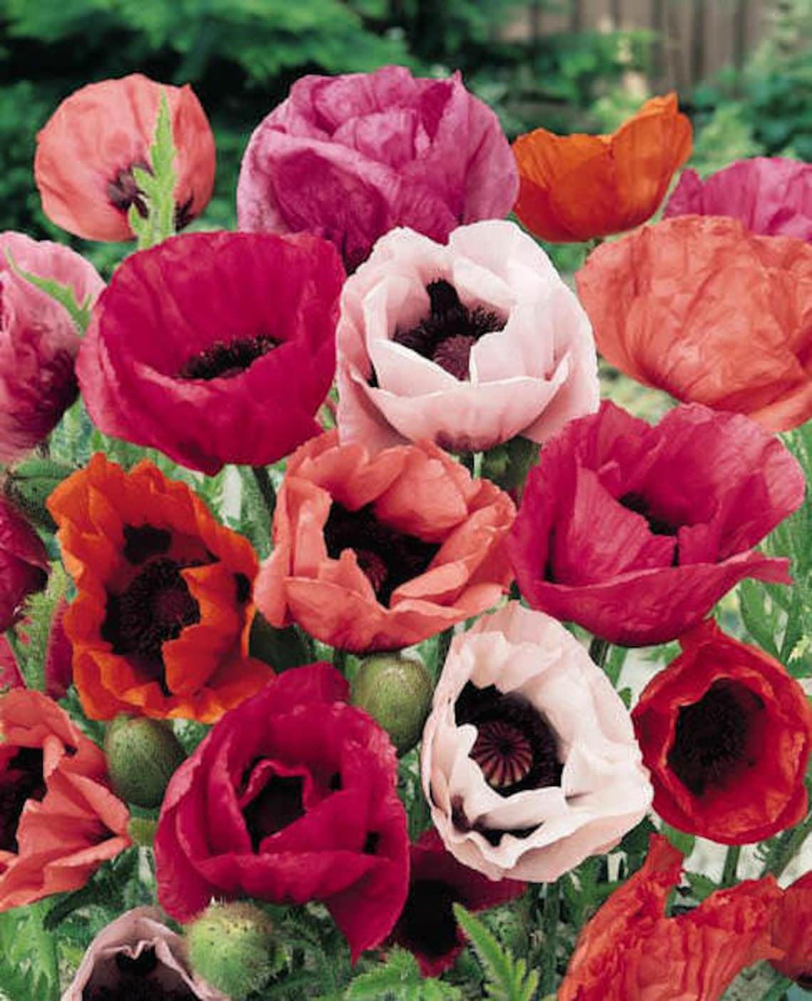 50+ Giant Hybrids Orientale Poppy Seeds - Etsy