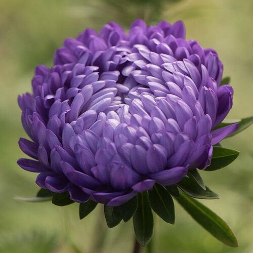 USA SELLER Dwarf Milady Lilac Aster 25 Seeds HEIRLOOM Aster - Etsy