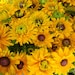 Rudbeckia Variety: Cherokee Sunset, Sahara, Gloriosa Double Daisy 25 ...