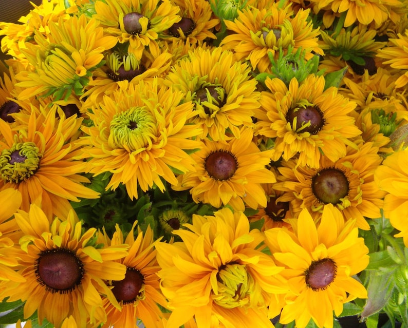 Rudbeckia Variety: Cherokee Sunset, Sahara, Gloriosa Double Daisy (25 ...