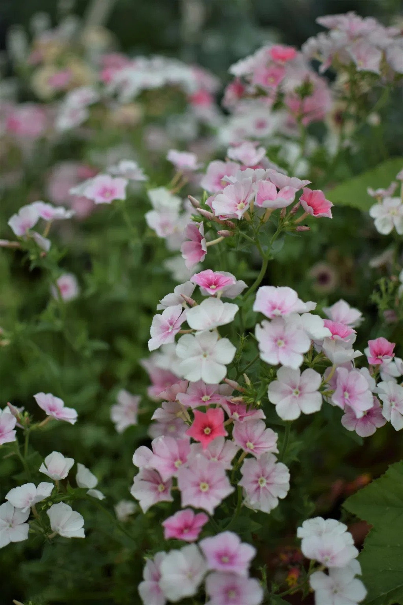 40 Phlox Blushing Bride Seeds - Etsy