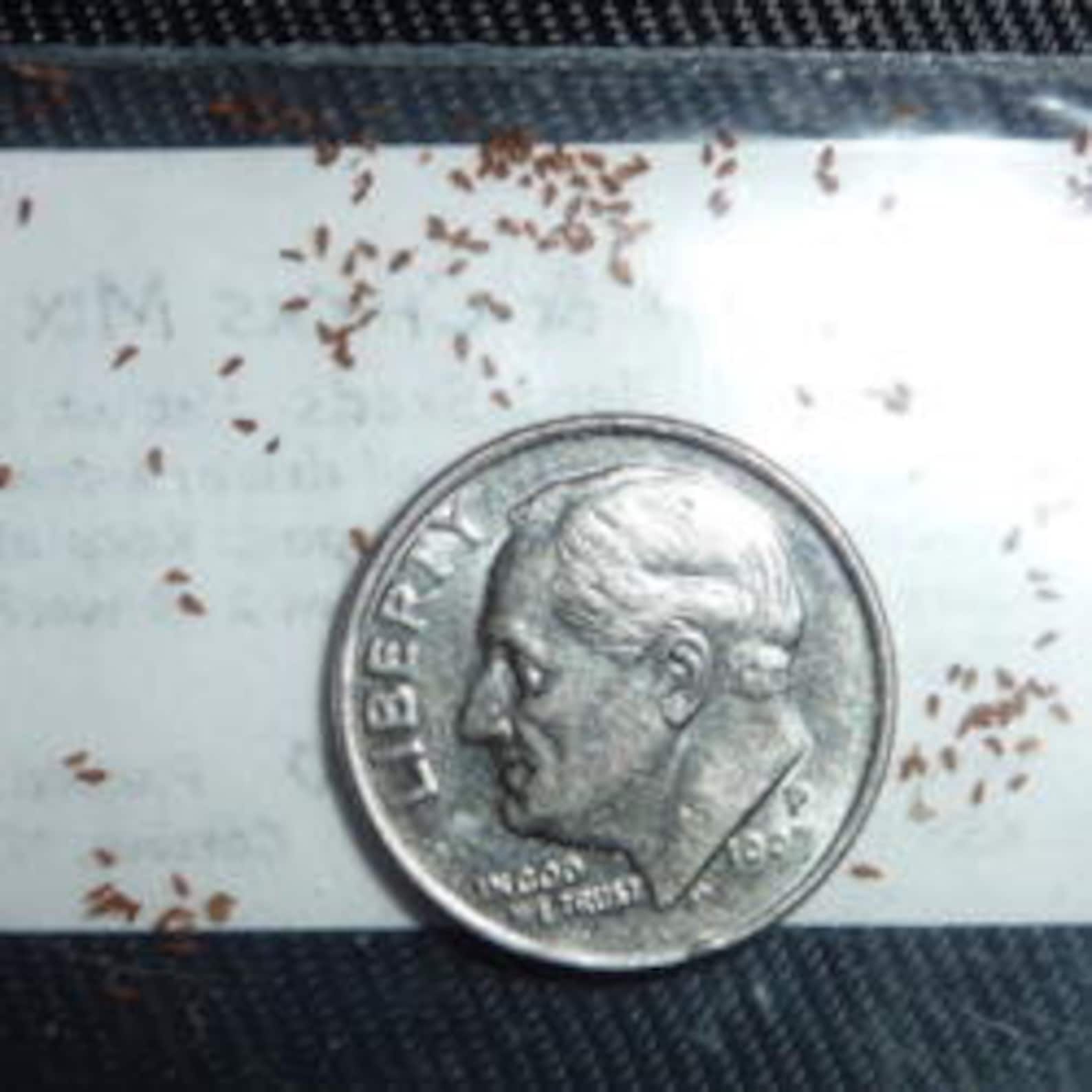 40 Sedum Emperor's Wave Seeds - Etsy