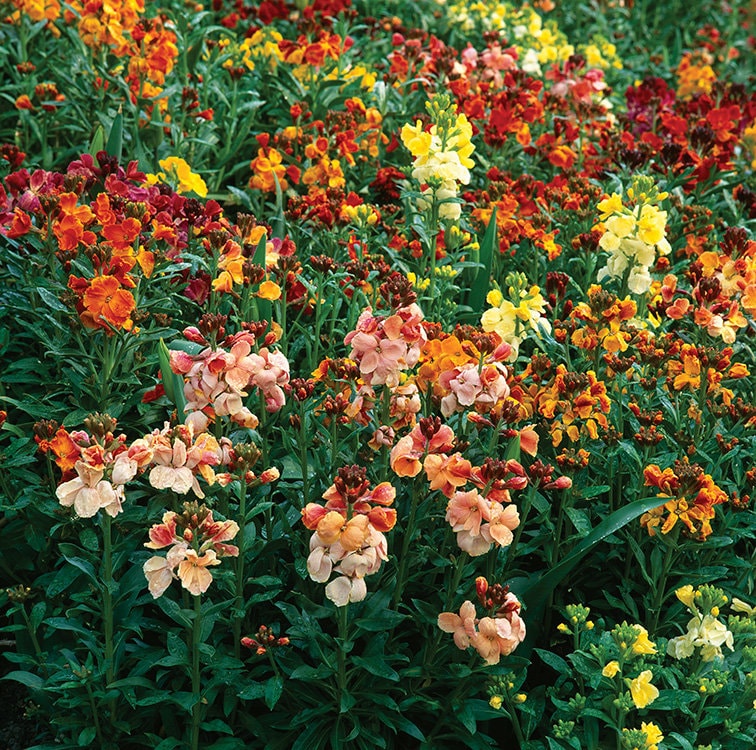 50 Fair Lady Mix Wallflower Seeds - Etsy