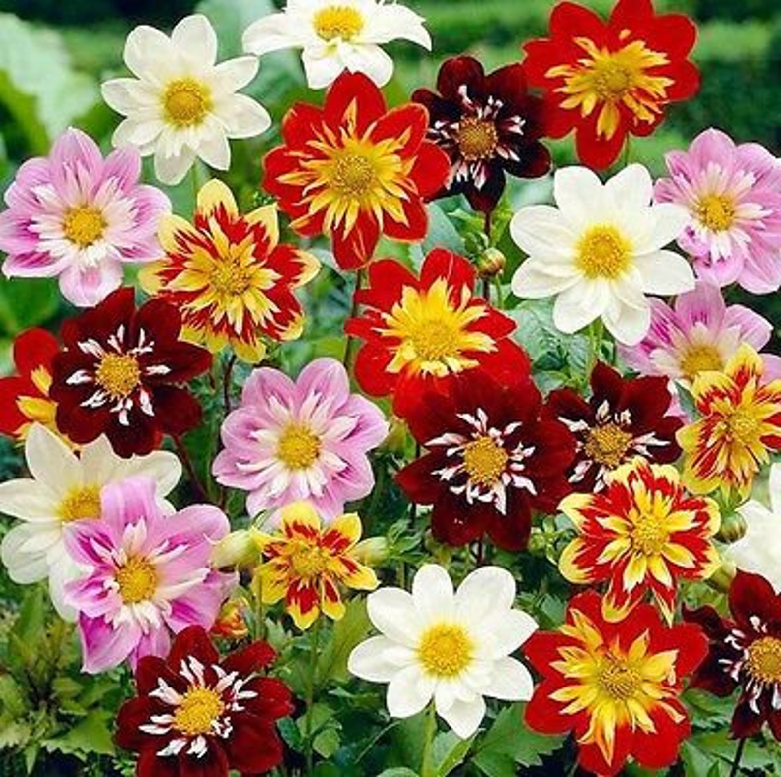Dahlia Variety: Dandy Improved, Bishop's Child, Showtime/showpiece ...