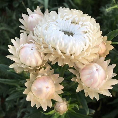 Strawflower Variety: Purple Red, Copper Red, Silvery Rose, Vintage ...