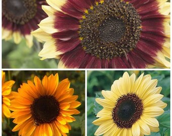 25 Sunflower Sonja Seeds | Etsy
