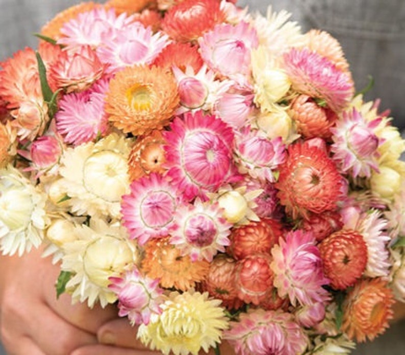 100 Strawflower Seashells Mix Seeds - Etsy