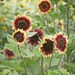 25 Sunflower Florenza Seed - Etsy