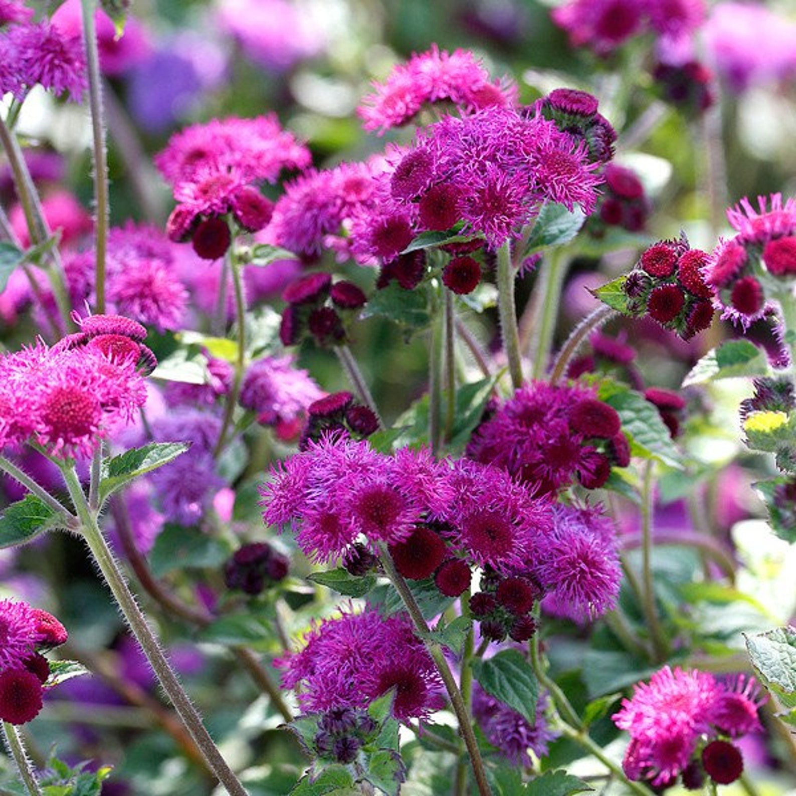 40 Ageratum Red Flint Seeds - Etsy