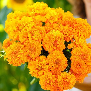 75+ Giant Crackerjack Smiles Marigold Seeds - Etsy