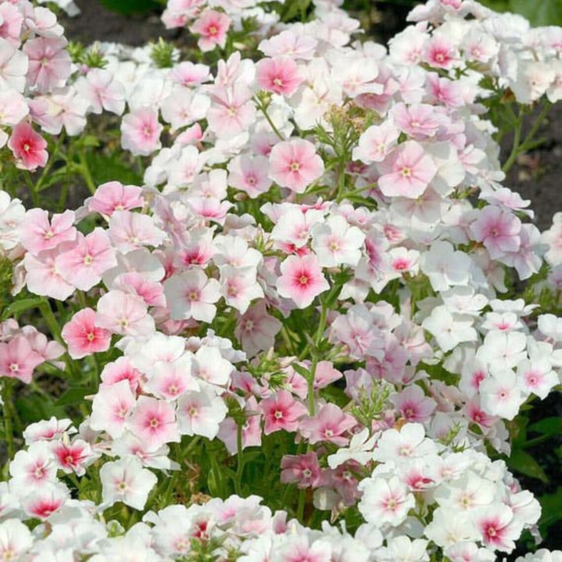 40 Phlox Blushing Bride Seeds - Etsy