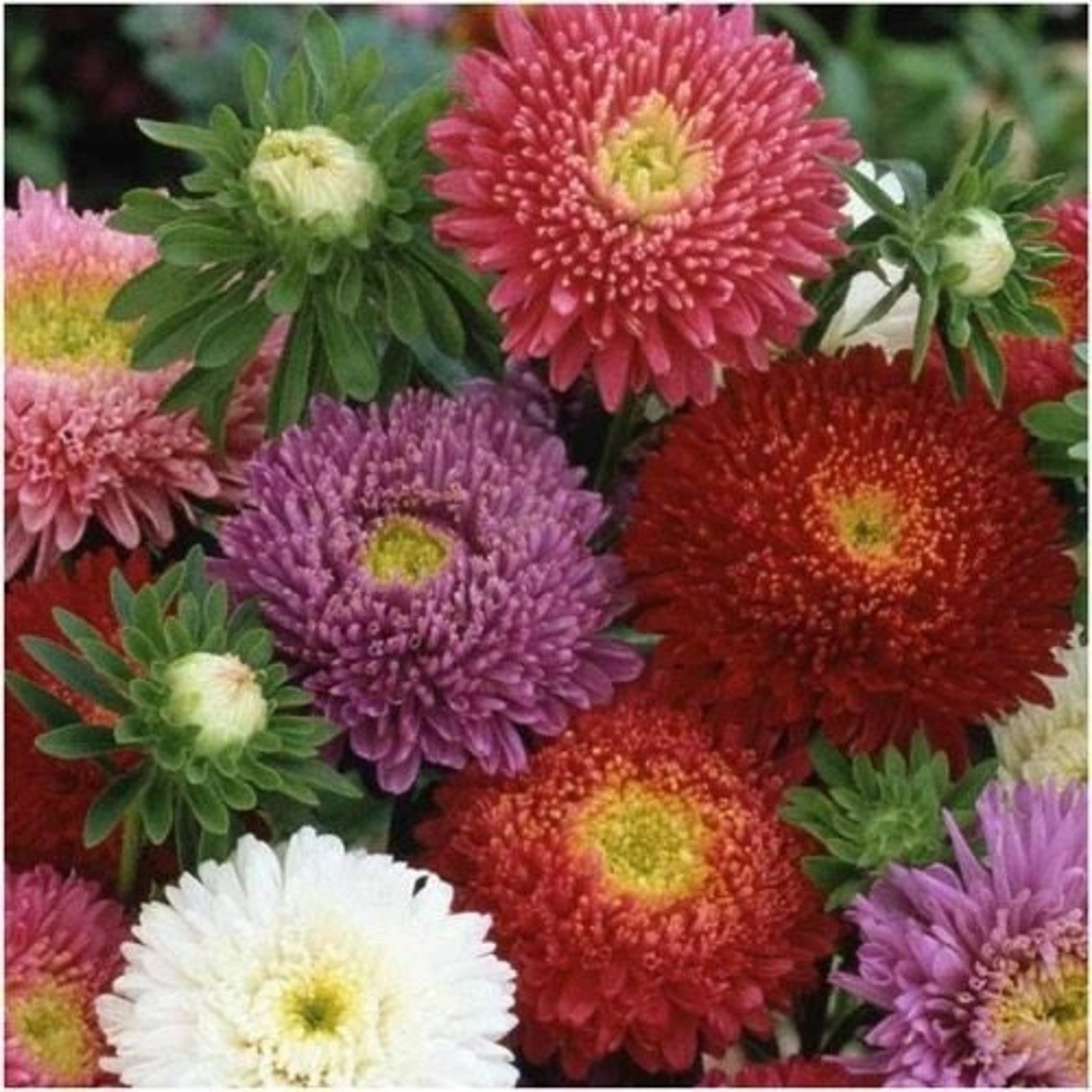 50 China Aster Powder Puff Mix Seeds - Etsy