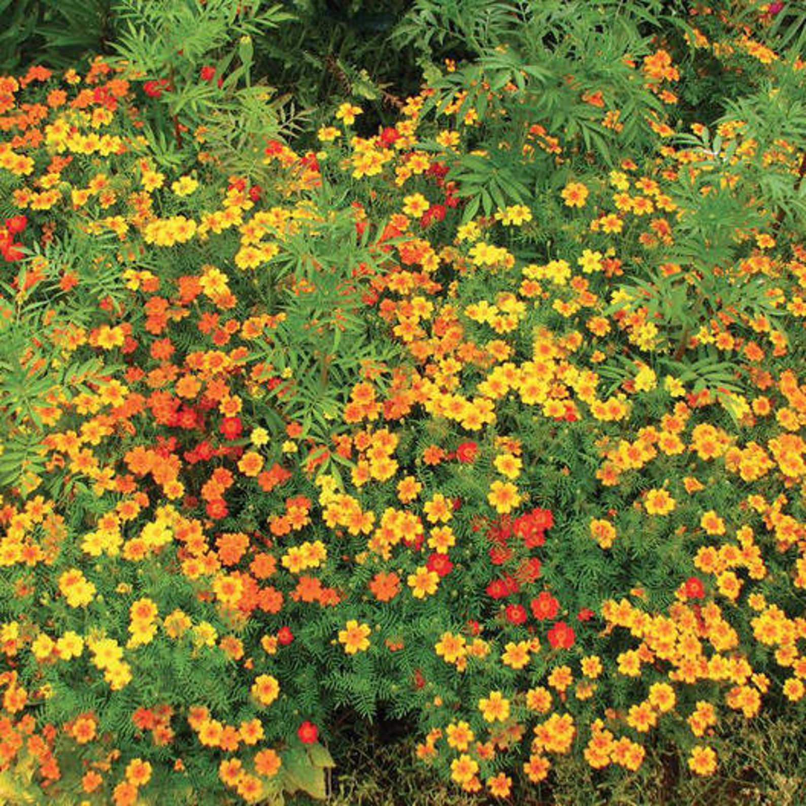 50+ Marigold Starfire Mix Seeds - Etsy