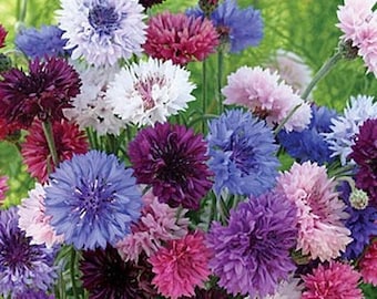 100 Bachelors Button Classic Magic Mix Seeds | Etsy