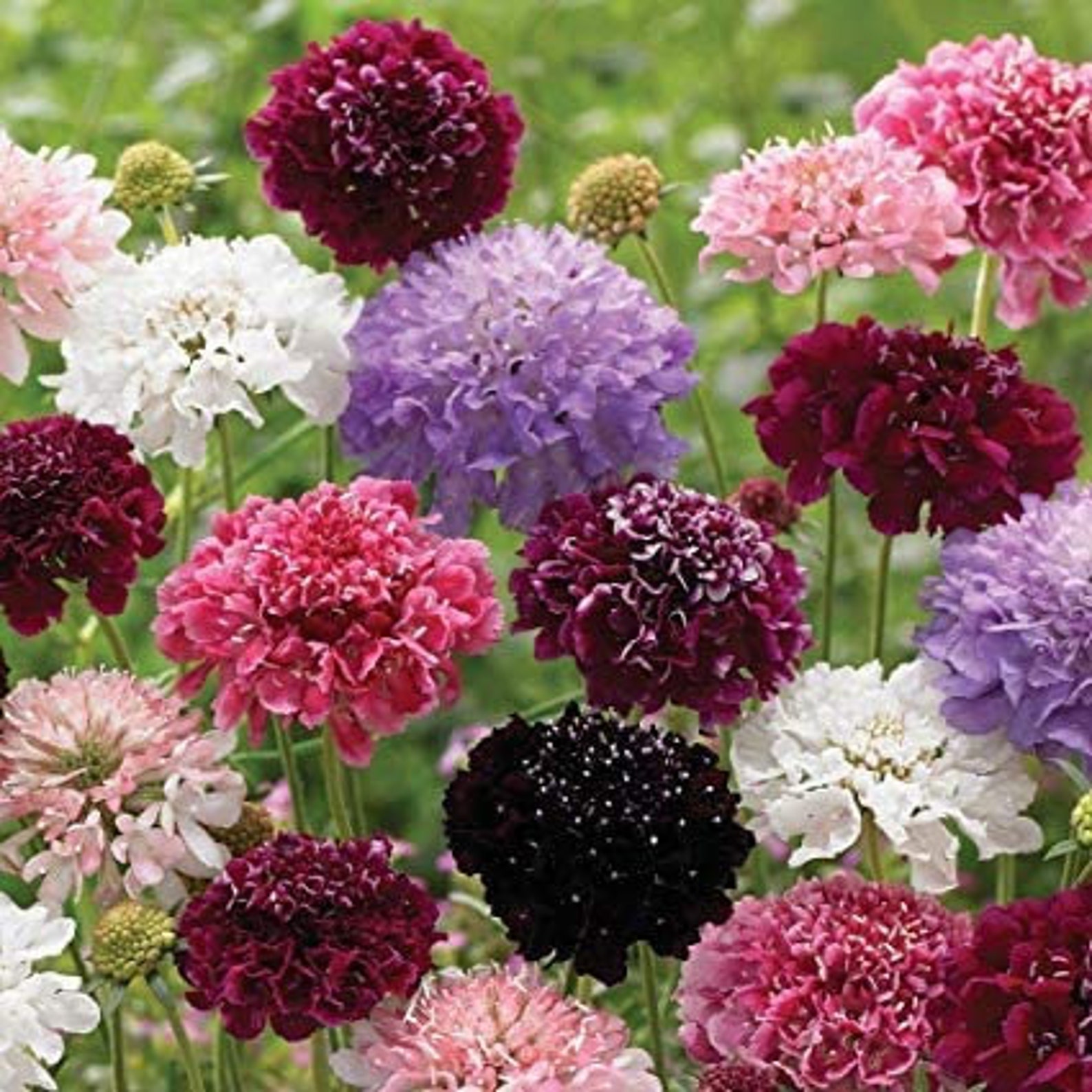 Scabiosa Variety: Salmon Rose Fire King Snow Maiden | Etsy