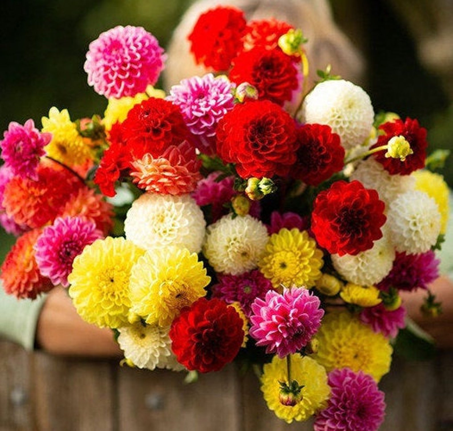 Dahlia Variety: Dandy Improved, Bishop's Child, Showtime/showpiece ...