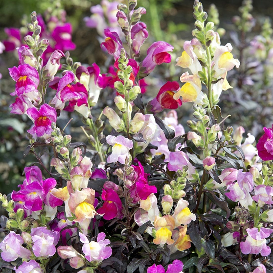 50+ Snapdragon Twilight Mix Seeds - Etsy