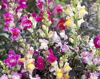 Orleans Early Lemon Yellow F1 Snapdragon Seeds, Pastel Yellow ...