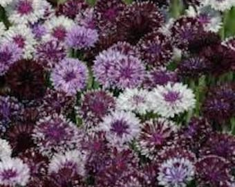 500 Bachelors Button Classic Magic Mix Seeds | Etsy