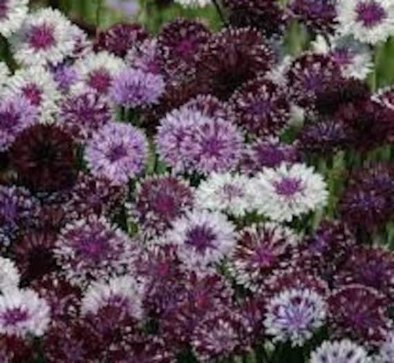 100 Bachelors Button Classic Magic Mix Seeds - Etsy