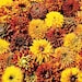 25 Rudbeckia Cherokee Sunset Seeds - Etsy