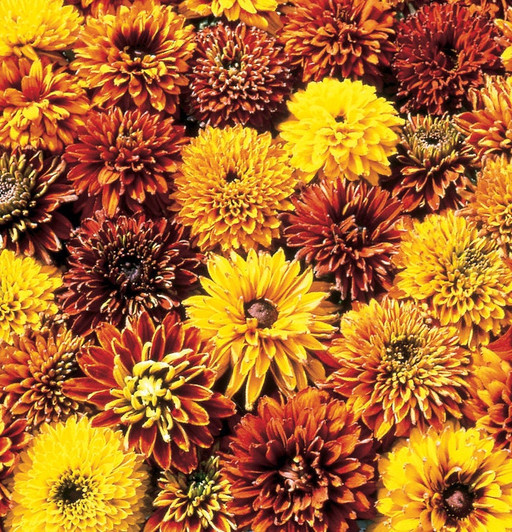 25 Rudbeckia Cherokee Sunset Seeds - Etsy