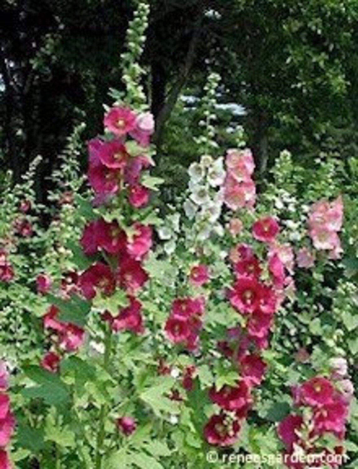 45 Hollyhock Indian Spring Seeds - Etsy