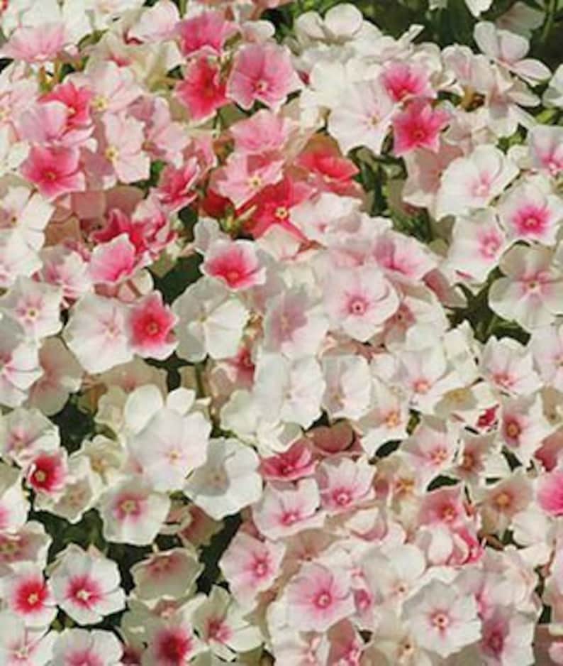 40 Phlox Blushing Bride Seeds - Etsy