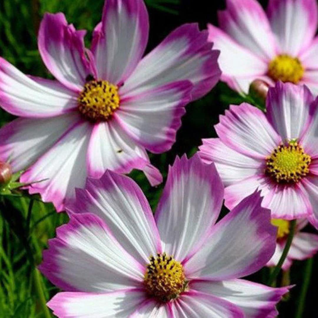 50 Cosmos Picotee Seeds - Etsy