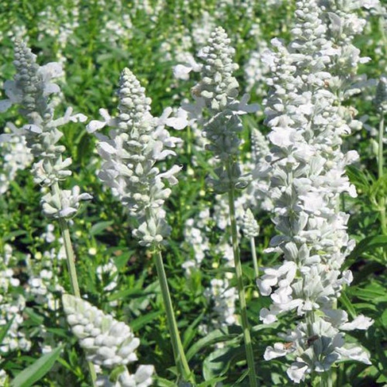 50 Victoria White Salvia Seeds - Etsy