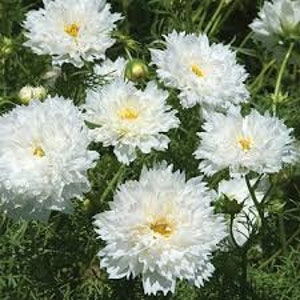 100 Cosmos Double Click Snow Puff Seeds | Etsy