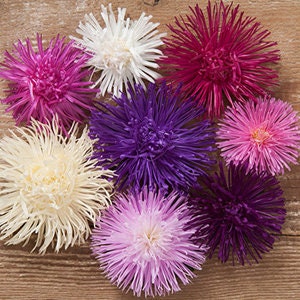 25 Valkyrie Mix Aster Seeds - Etsy