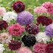 100+ Scabiosa Formula Mix Seeds - Etsy