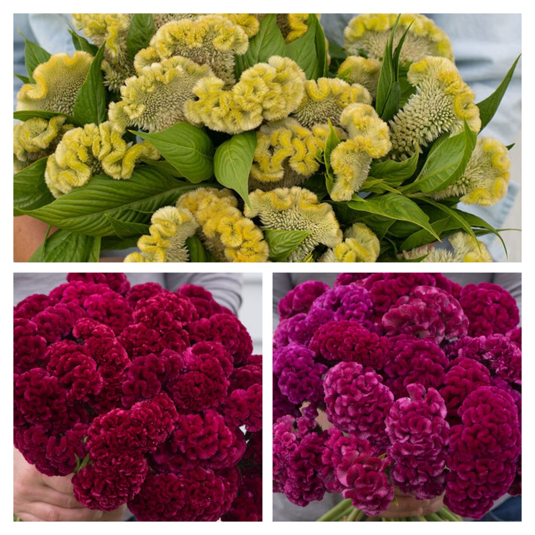 Celosia Variety: Cramers' Lemon-lime, Cramers' Burgundy, Cramers' Rose ...