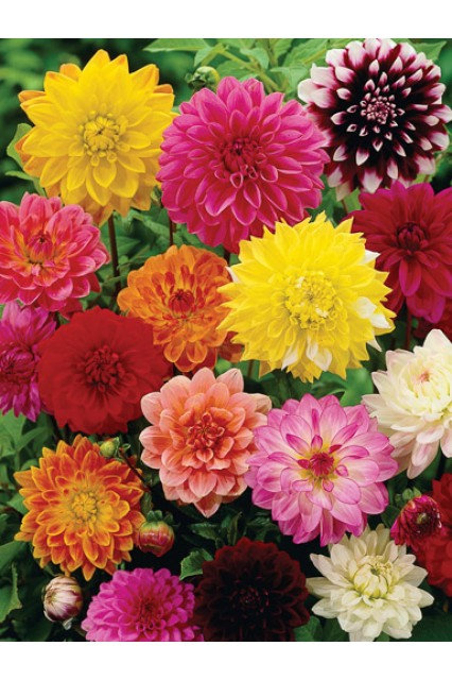 Dahlia Variety: Dandy Improved, Bishop's Child, Showtime/showpiece ...