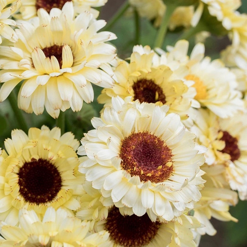 40 Calendula Ivory Princess Seeds - Etsy
