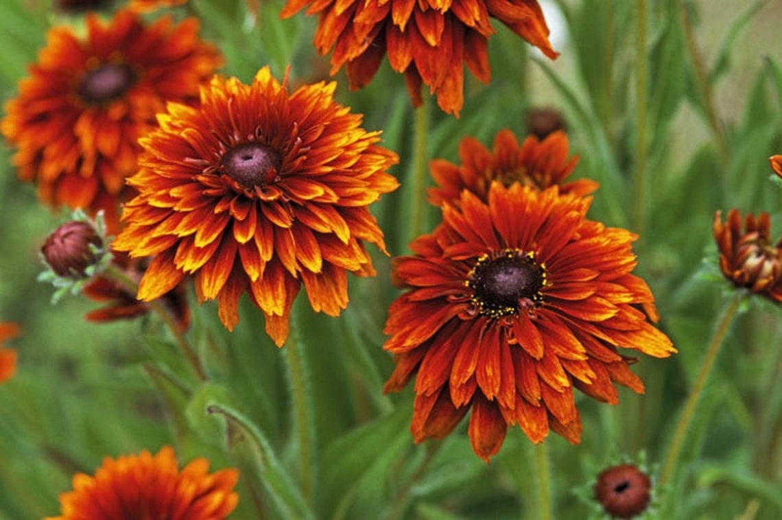 Rudbeckia Variety: Cherokee Sunset, Sahara, Gloriosa Double Daisy (25 ...