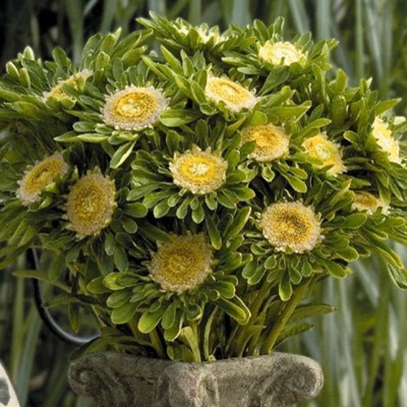 25 Aster Hulk Seeds - Etsy