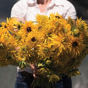 Rudbeckia Variety: Cherokee Sunset, Sahara, Gloriosa Double Daisy (25 ...