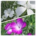 40 Agrostemma Mix Seeds - Etsy