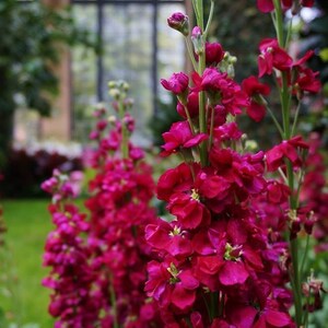 Katz Stock Seeds Variety: Cherry Blossom, Lavender Blue, Yellow ...