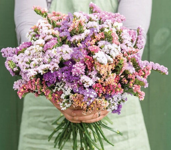 40 Statice Pastel Mix Seeds - Etsy