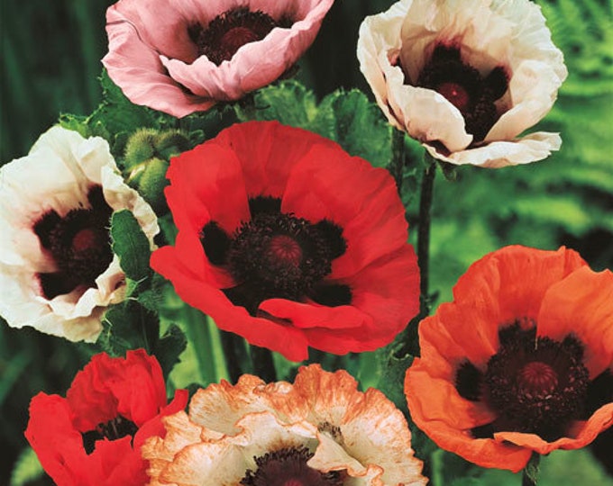 20 Red Poppy Seeds - Etsy